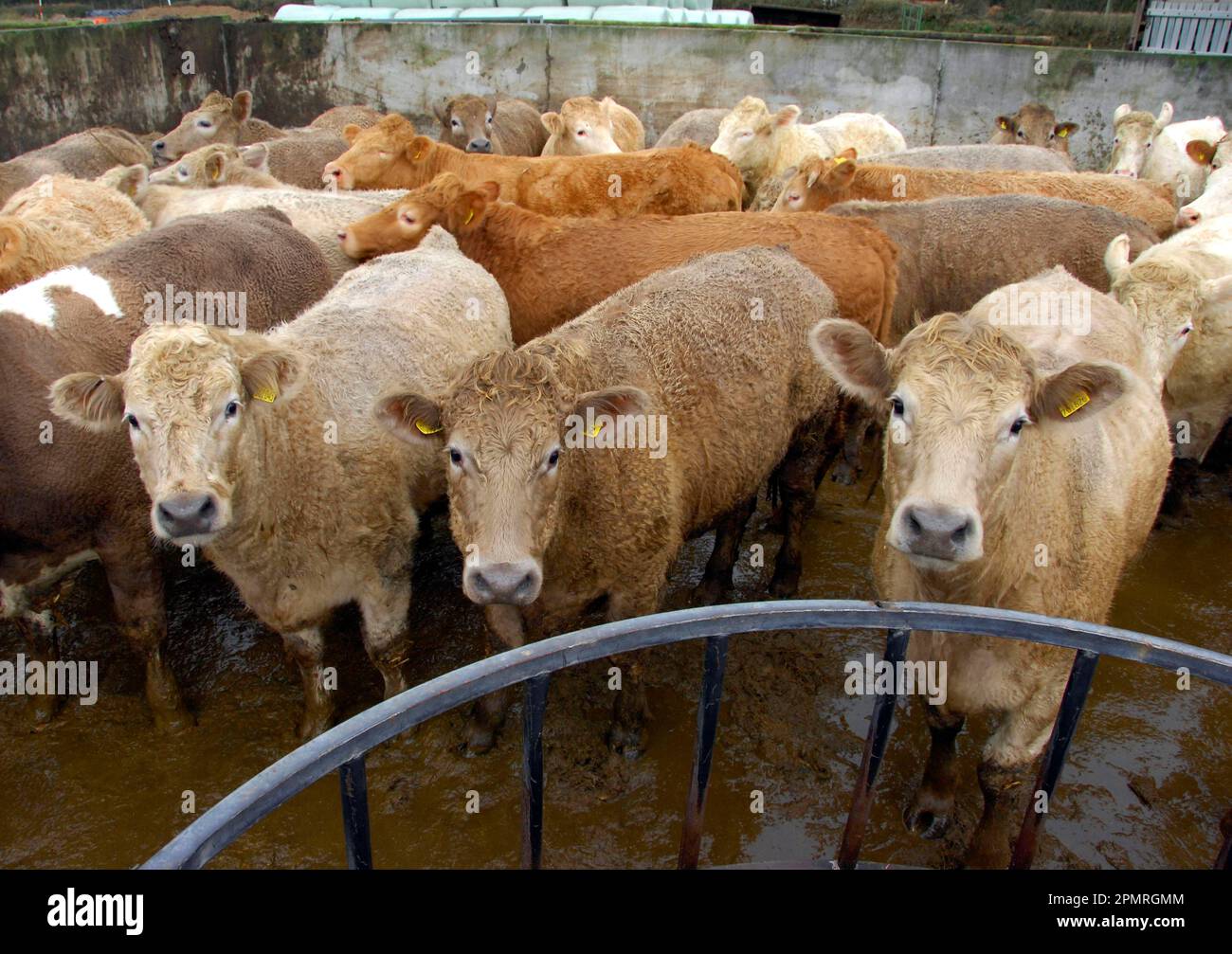 Domestic cattle, Charolais-sired cattle, standing in muddy yard ...
