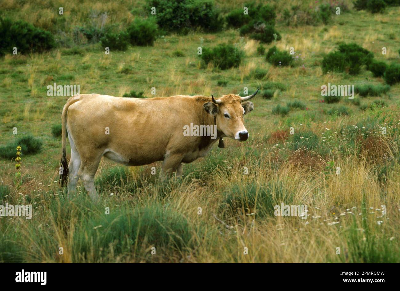 Aubrac cattle, light yellow cattle with bell, Aveyron region, France ...