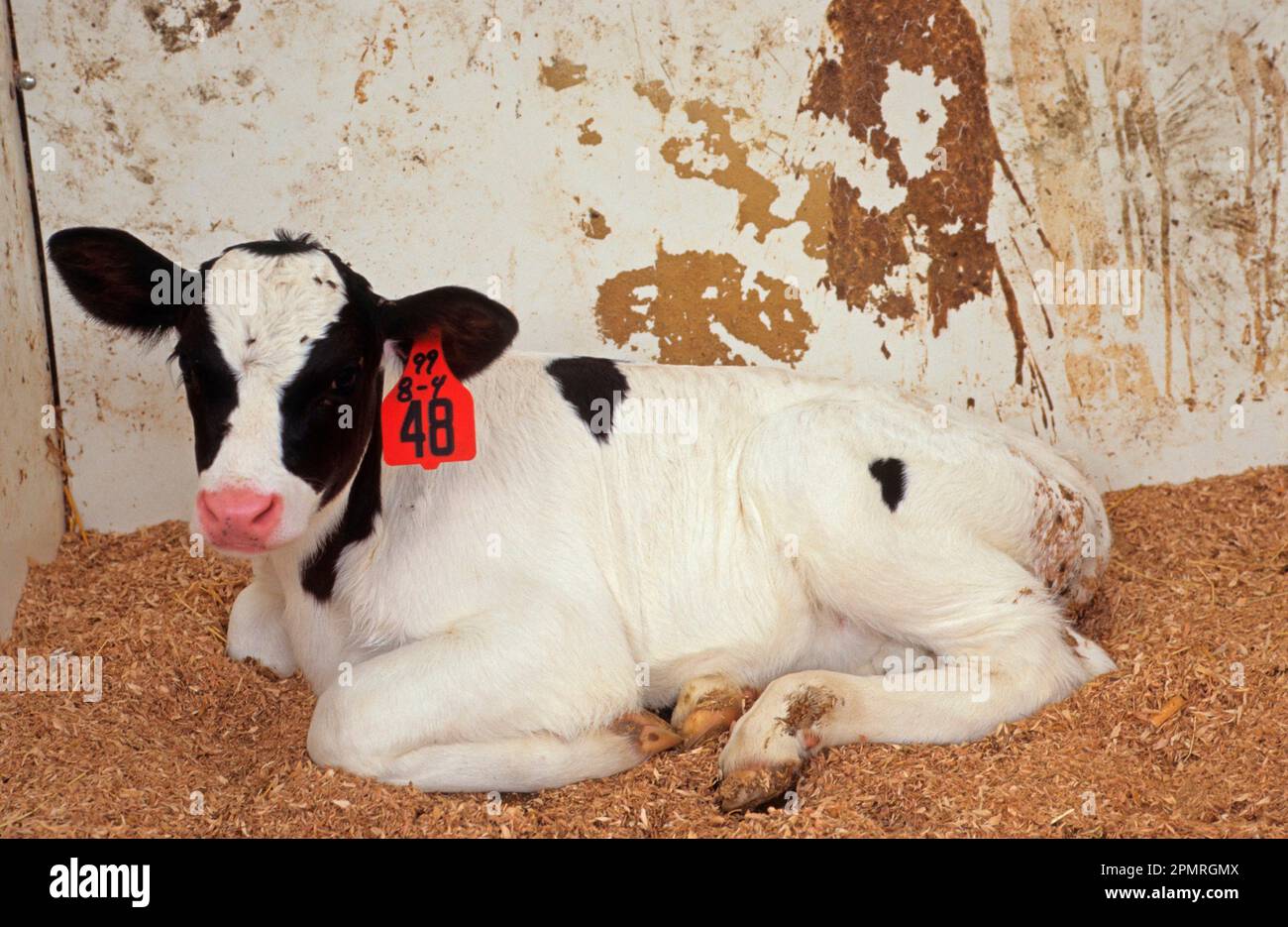 Domestic cattle, Holstein Friesian calf in rearing pen, with ear tag ...
