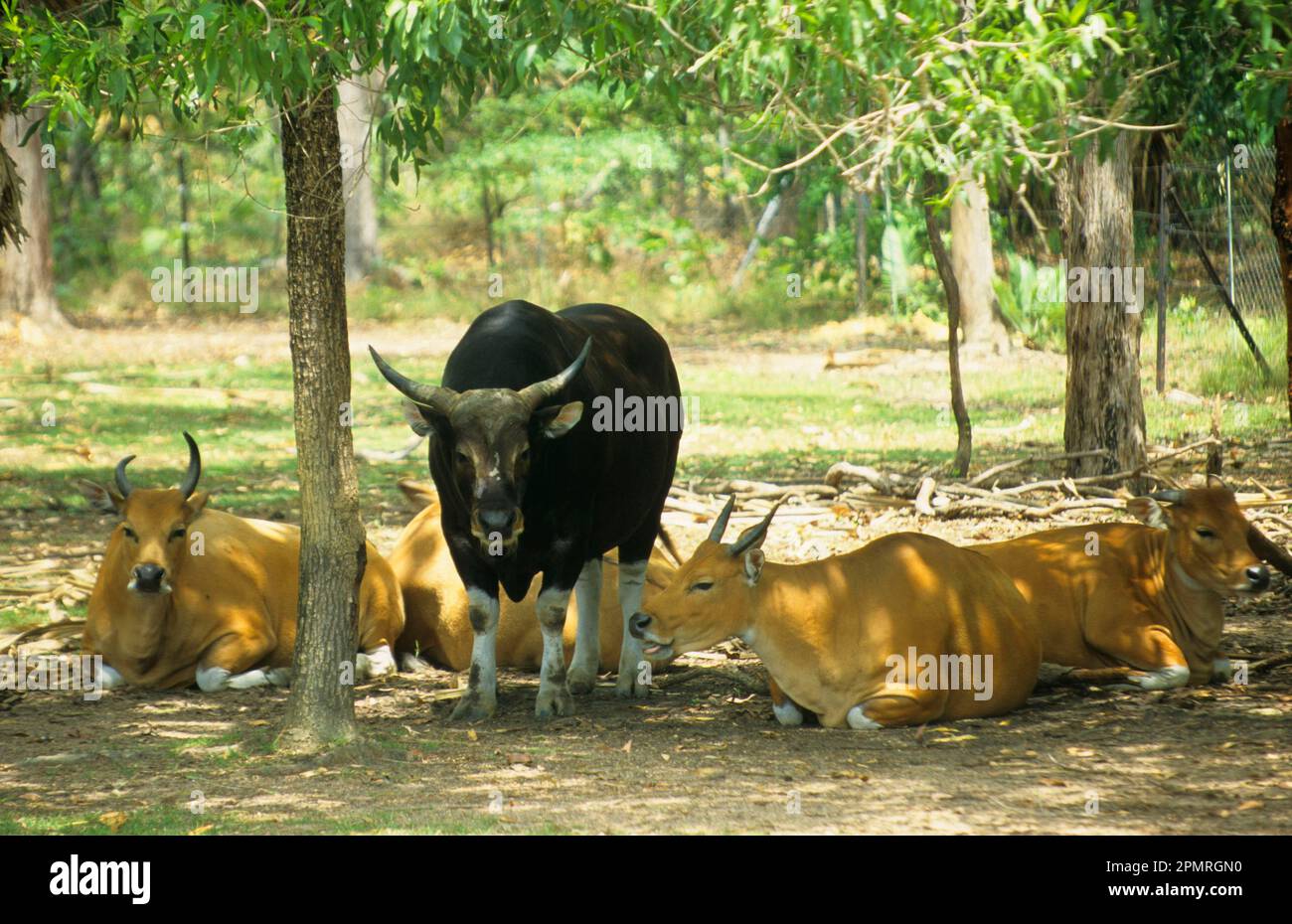 Tembadau (Bos javanicus) Male with female Stock Photo - Alamy