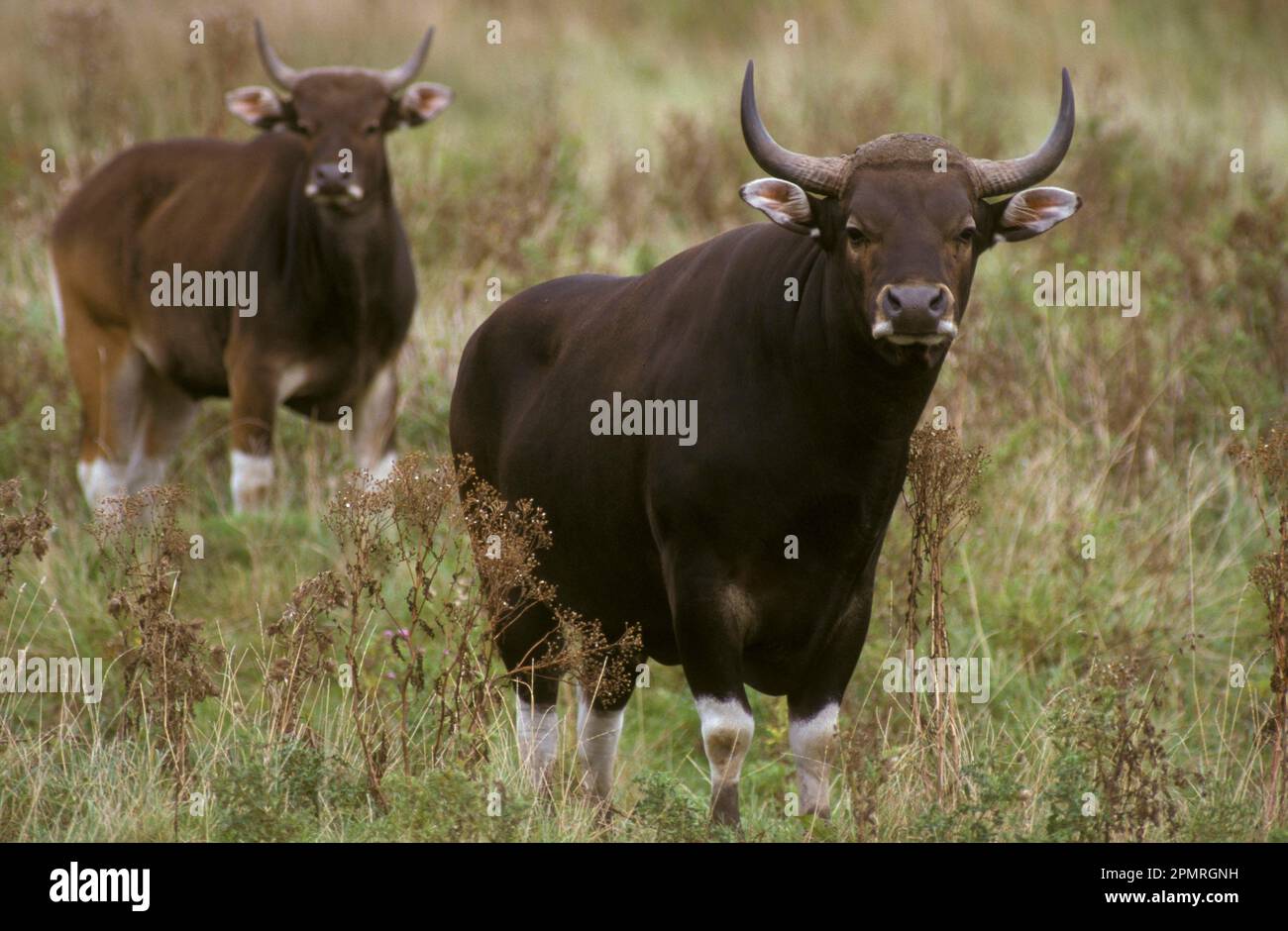 Tembadau (Bos javanicus) adults and young males, Port Lympne Wild ...