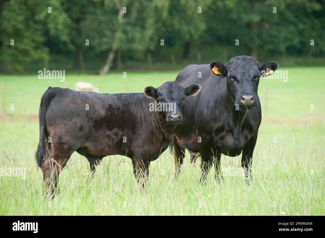 Breed dexter cattle hi-res stock photography and images - Alamy