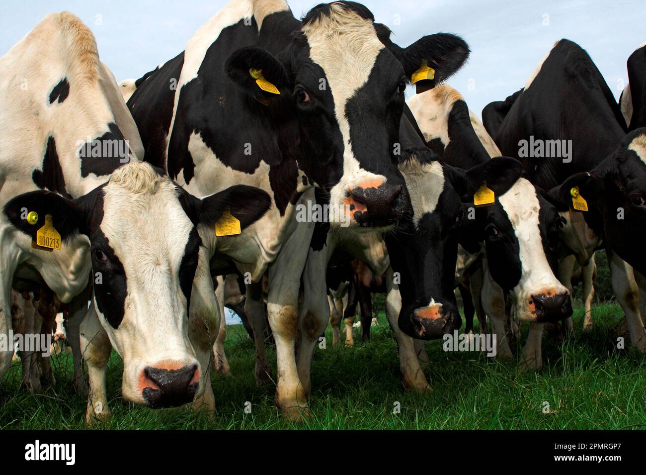 Domestic cattle, Holstein Friesian cows gathering and showing curiosity ...