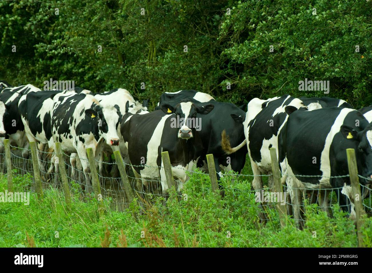 Domestic cattle, Holstein Friesian, cows coming in for milking, walking ...
