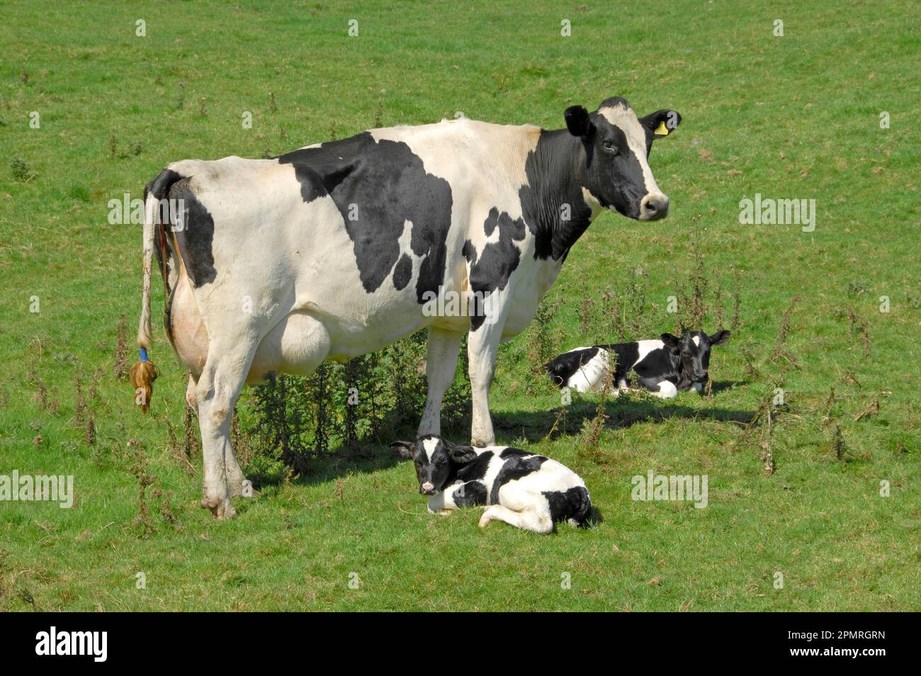 Organic agriculture britain hi-res stock photography and images - Alamy