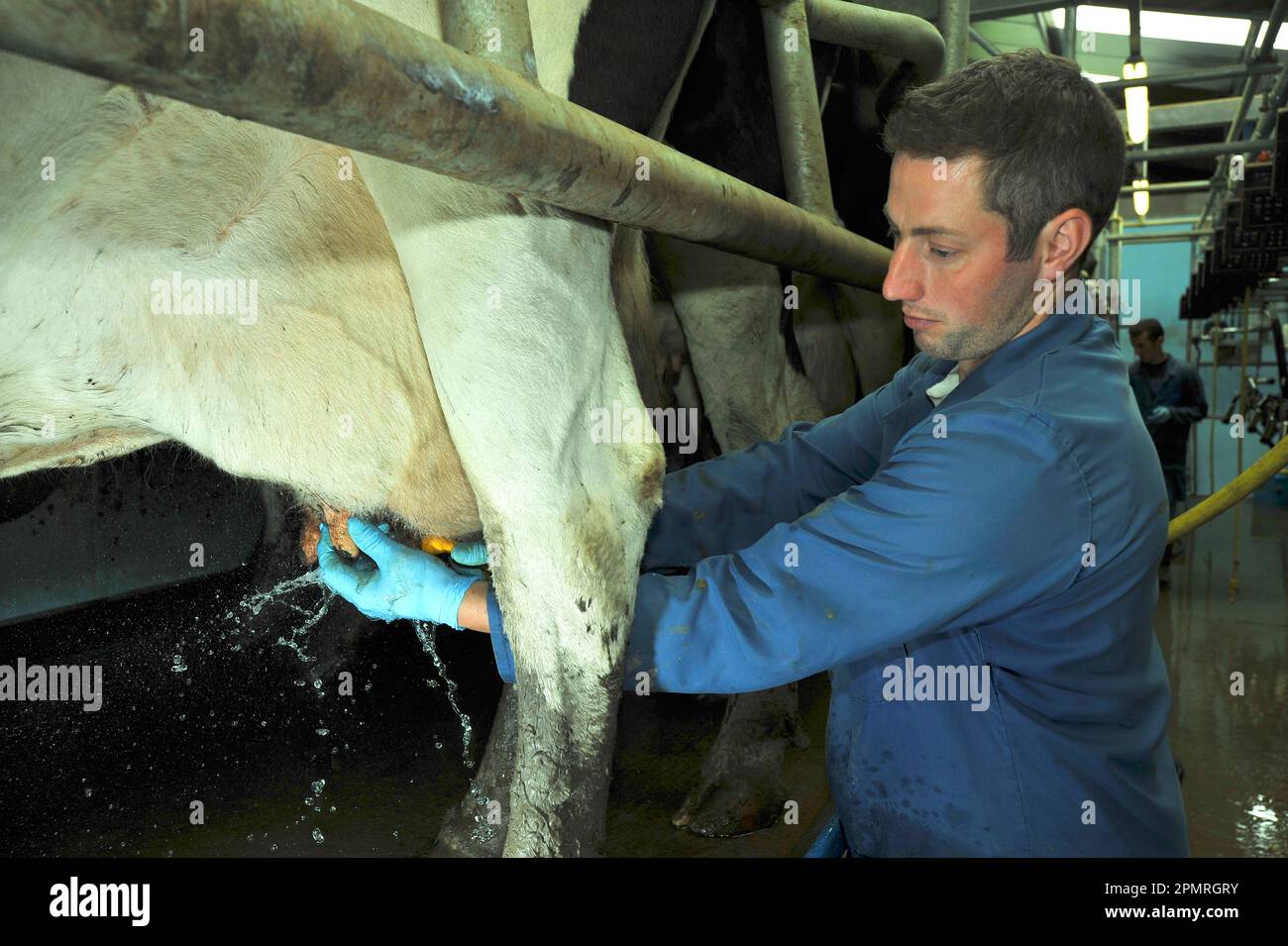 Domestic cattle, Holstein Friesian, cows in milking parlour, milkman ...