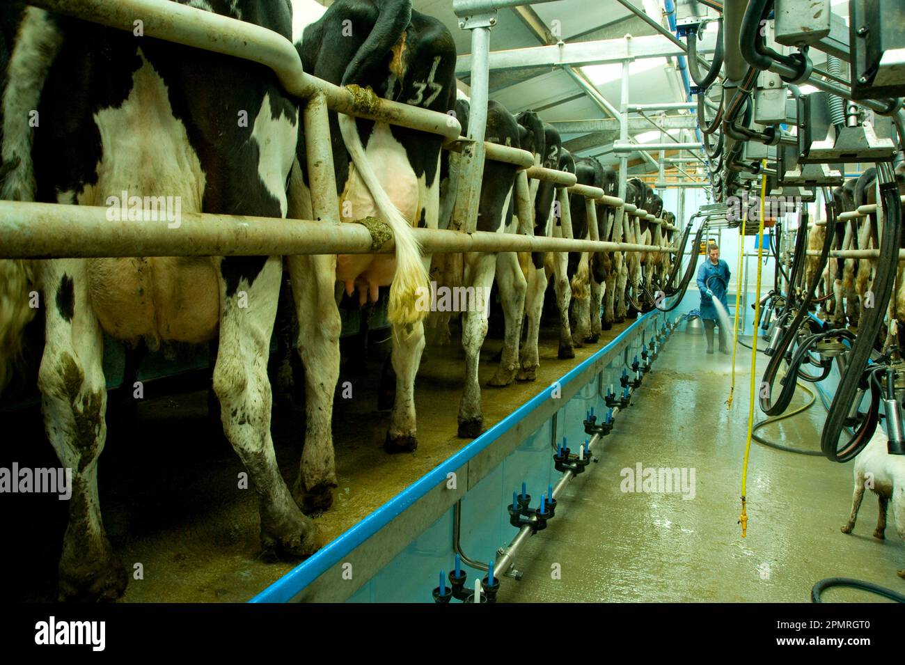 Domestic cattle, Holstein Friesian, cows in milking parlour, with dairy ...