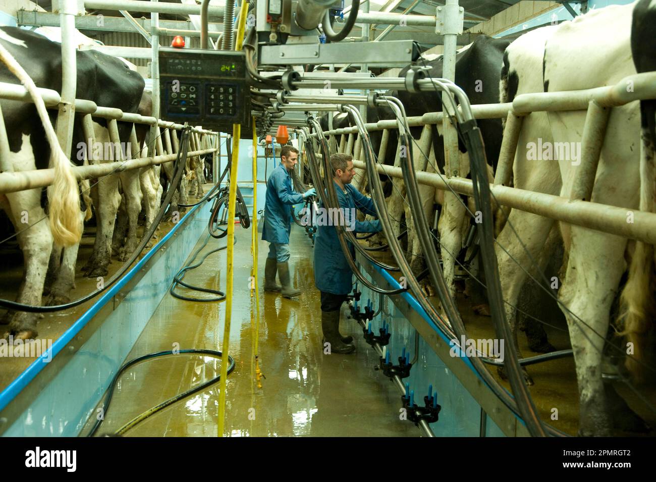 Domestic cattle, Holstein Friesian, cows in milking parlour with ...