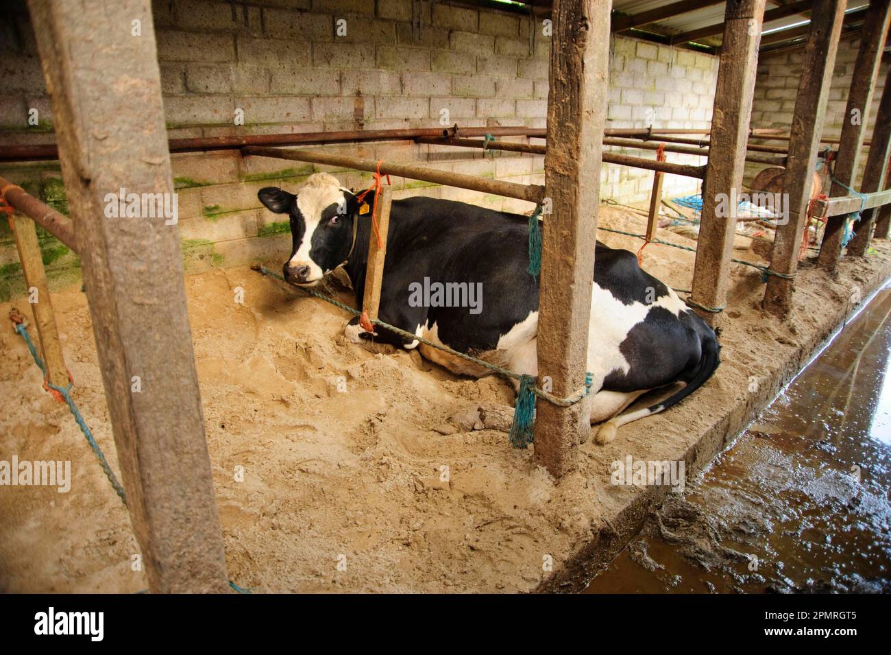 Domestic cattle, Holstein Friesian, cow in wooden box building, bedded ...