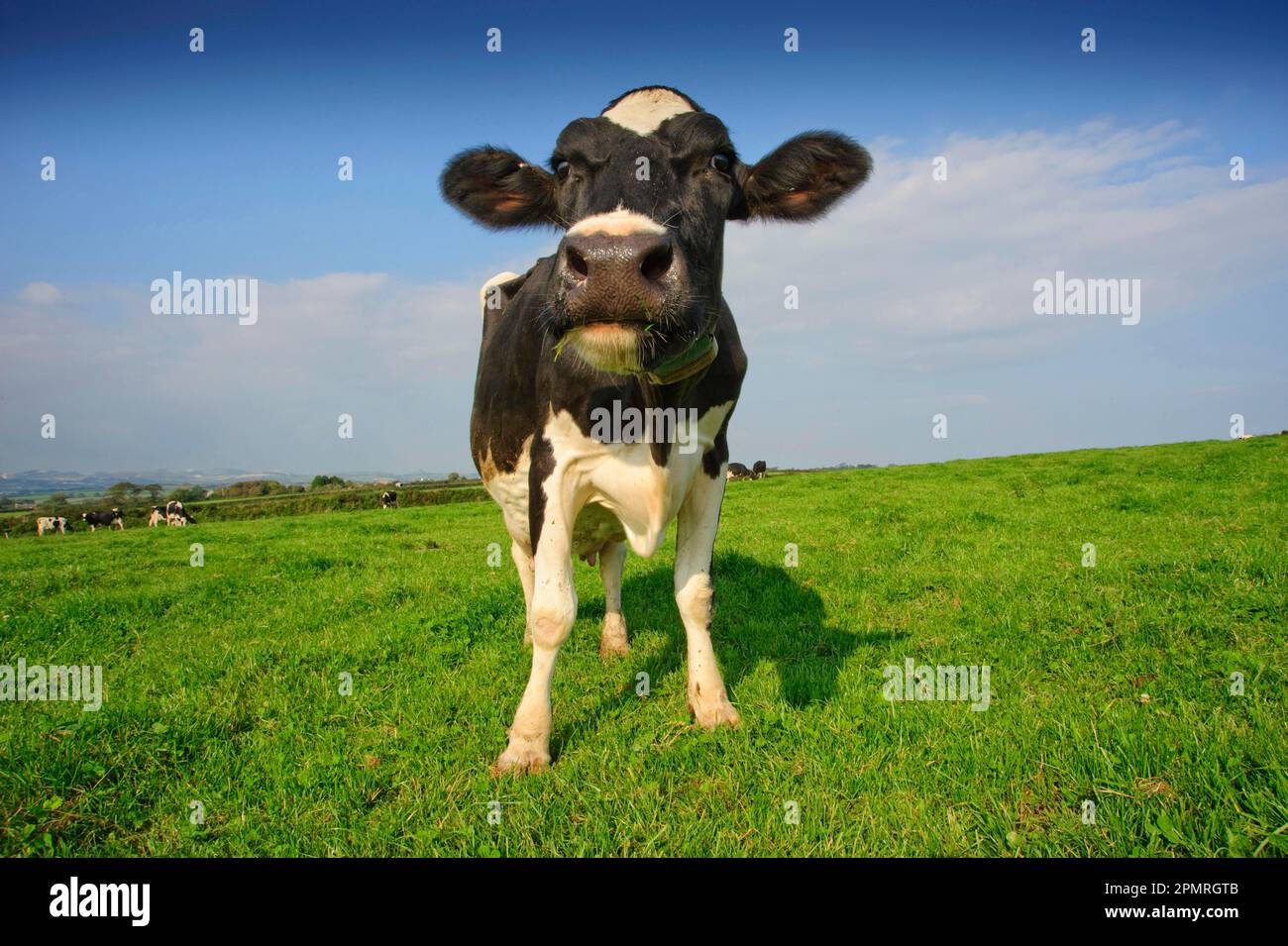 Domestic cattle, Holstein Friesian, cow, grazing, St. Ewe, St. Austell ...