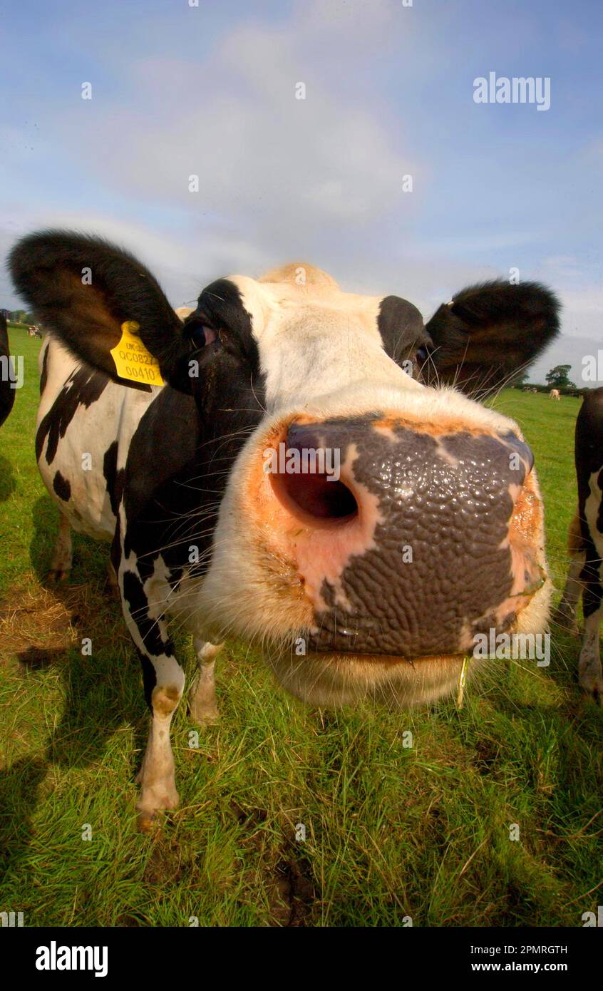 Domestic cattle, Holstein Friesian cattle, close-up of the head ...