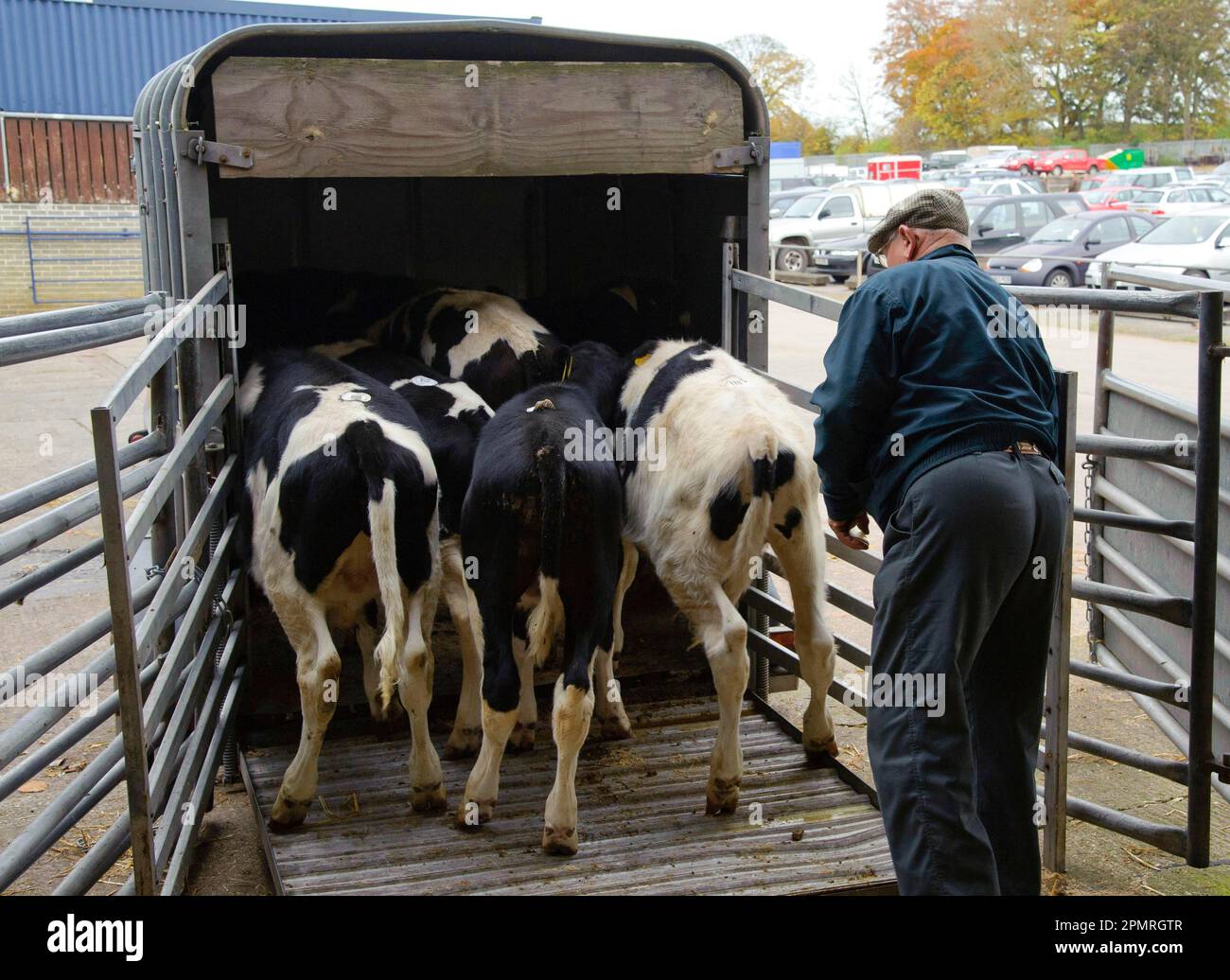Domestic Cattle, Holstein male calves, being loaded onto livestock ...