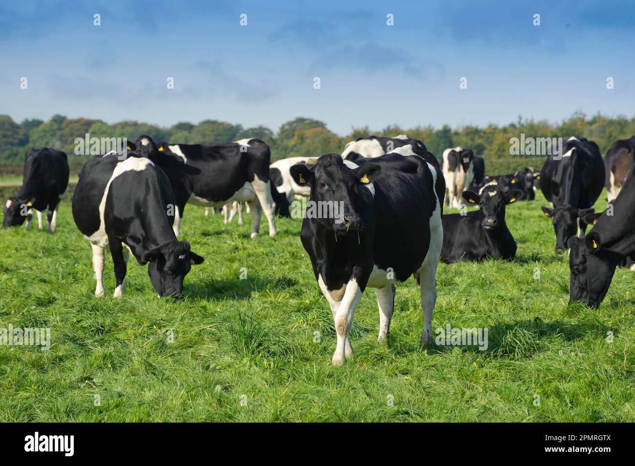 Domestic Cattle, British Friesian, cows, herd grazing in pasture ...