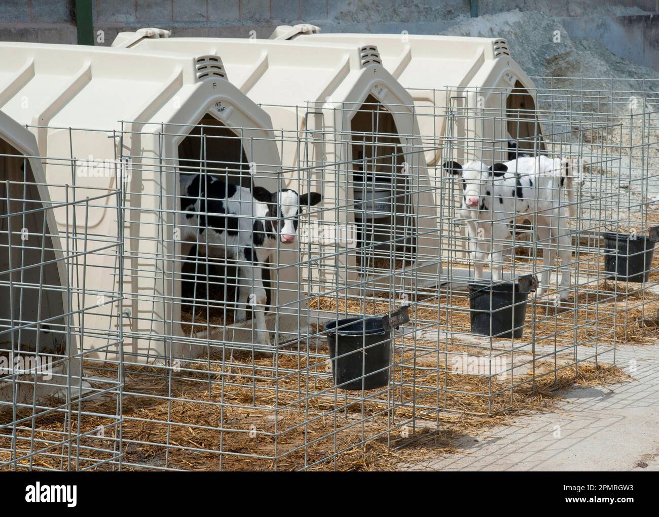 Domestic Cattle, Holstein dairy calves, standing in calf hutches ...