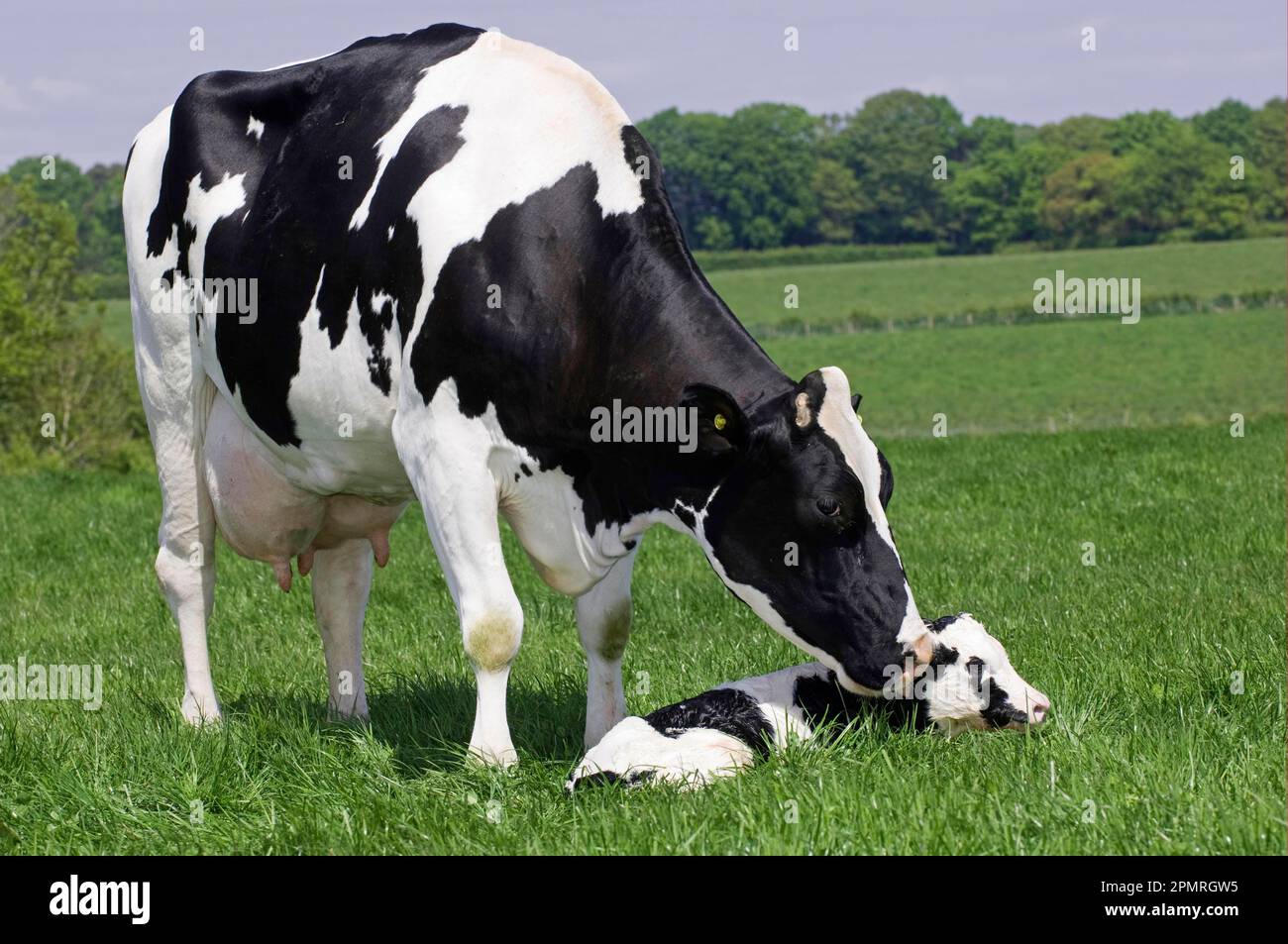 Domestic cattle, Holstein Friesian, cow with newborn calf, lying in ...