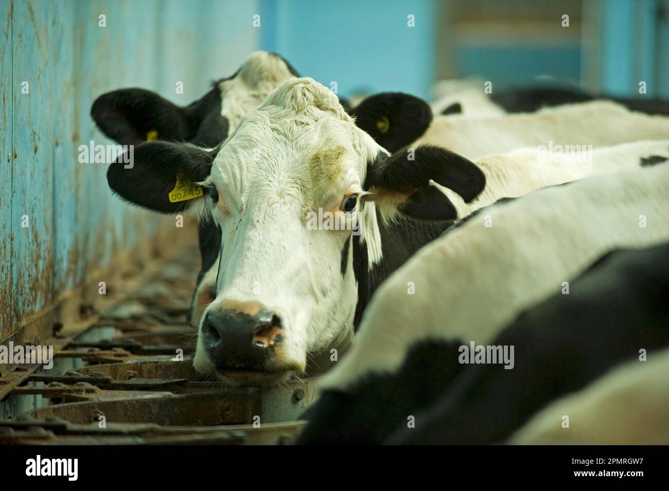 Domestic cattle, Holstein Friesian, cows in milking parlour, close-up ...