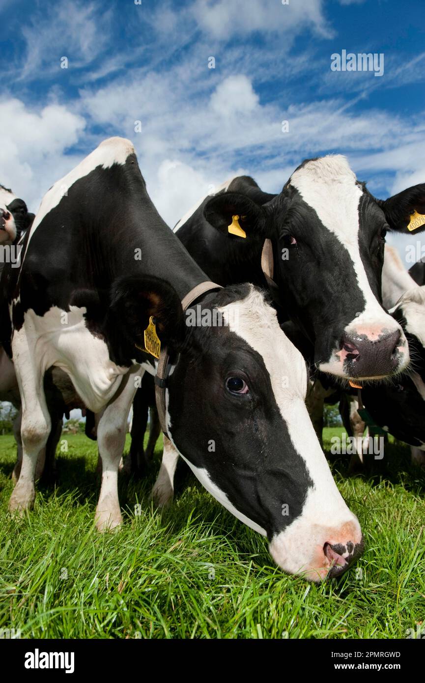 Female domestic cattle dairy cow hi-res stock photography and images ...