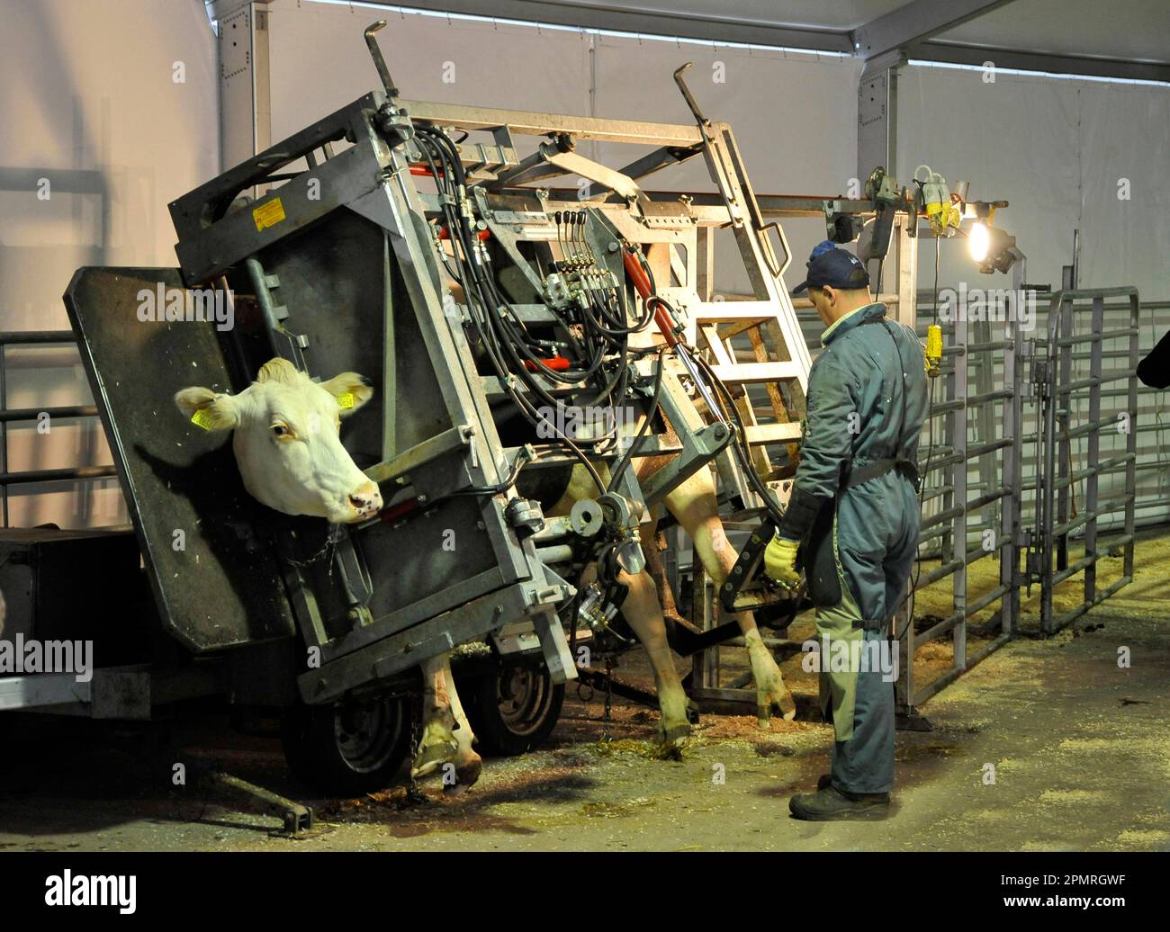 Domestic cattle, Holstein Friesian, cow in handler box for foot ...