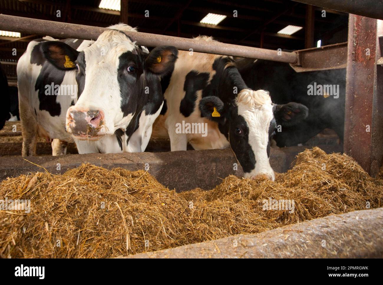 Domestic cattle, Holstein cows, feeding TMR (Total Mixed Ration) from ...