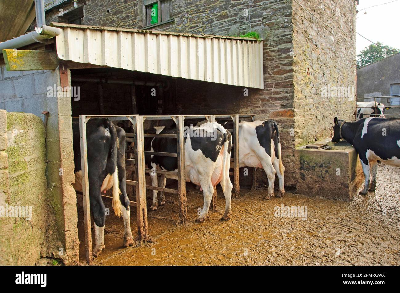 Holstein friesian dairy cows hi-res stock photography and images - Alamy