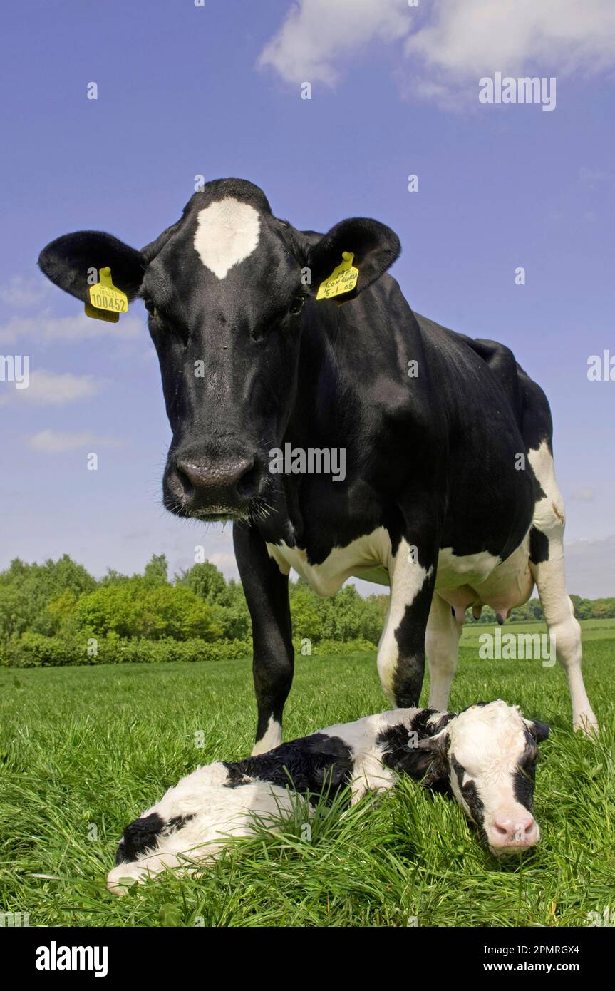 Domestic cattle, Holstein Friesian, cow with newborn calf, lying in ...