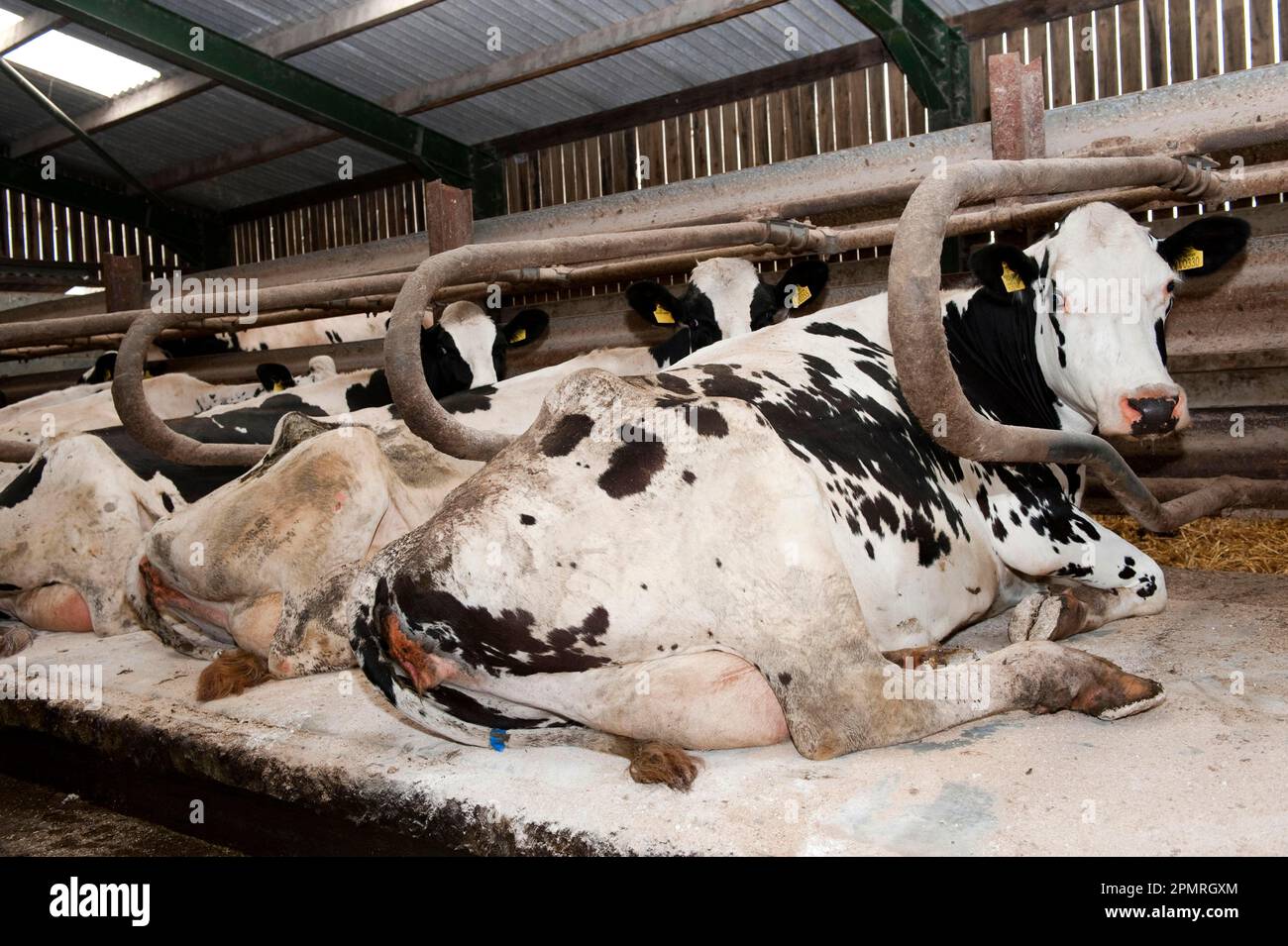 Domestic cattle, Holstein dairy cows, herd on rubber mats in cubicle ...