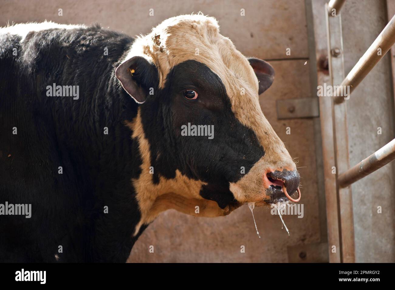 Domestic cattle, Holstein bull, close-up of head, in pen, England ...