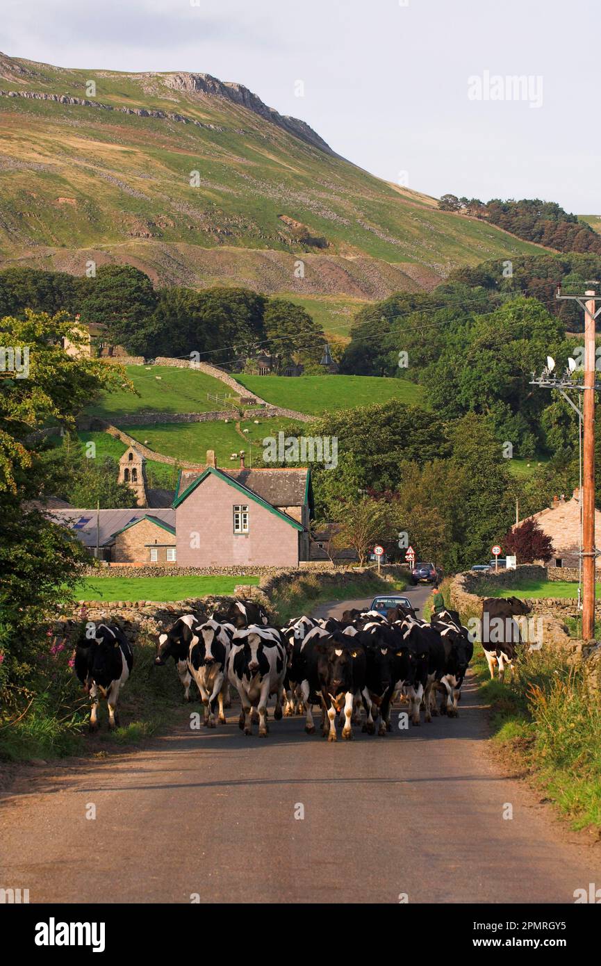 Domestic cattle, Holstein-Friesian cows, herd of dairy cows being led ...