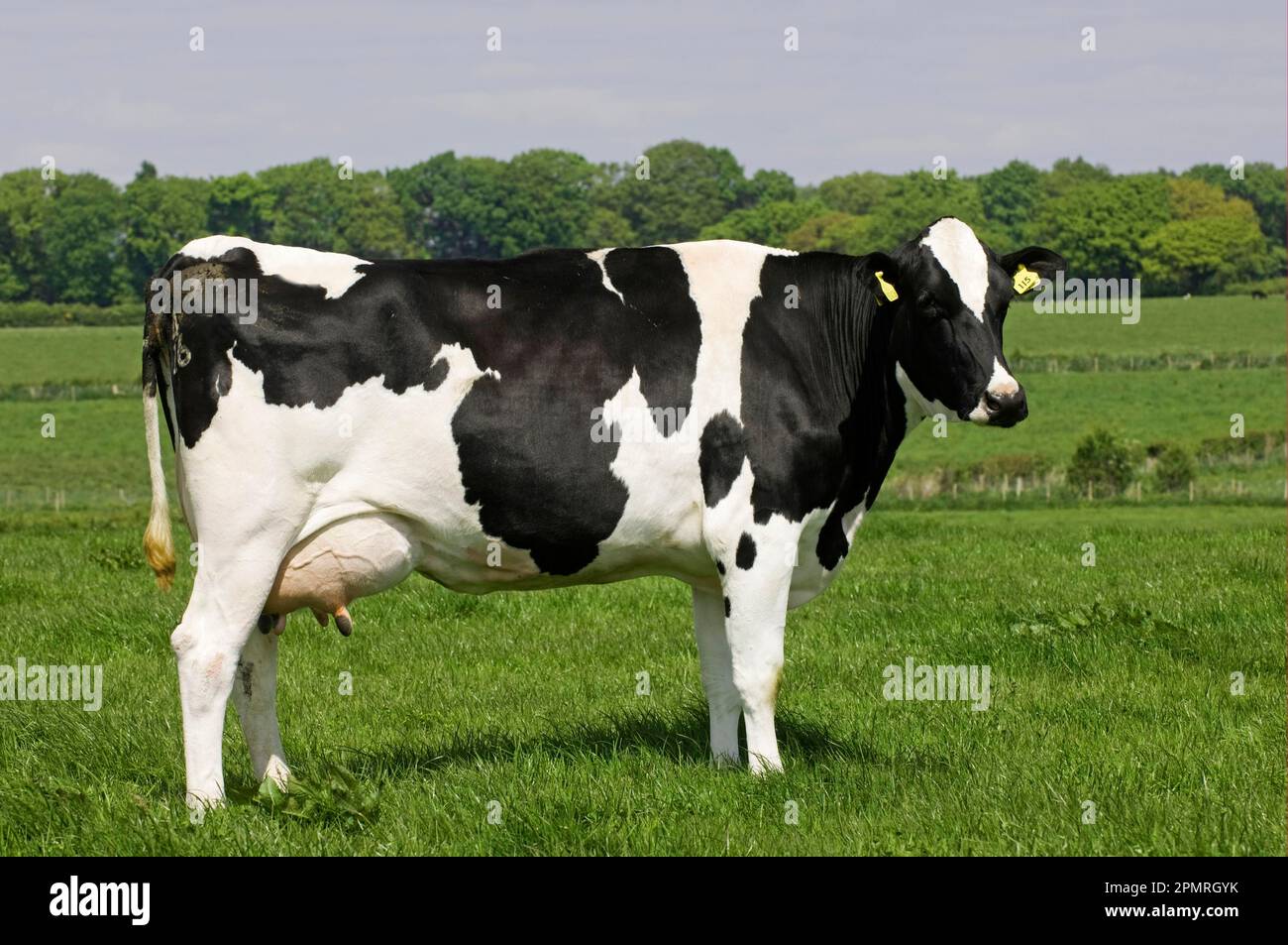 Domestic cattle, Holstein Friesian cattle, standing on pasture, Cumbria ...