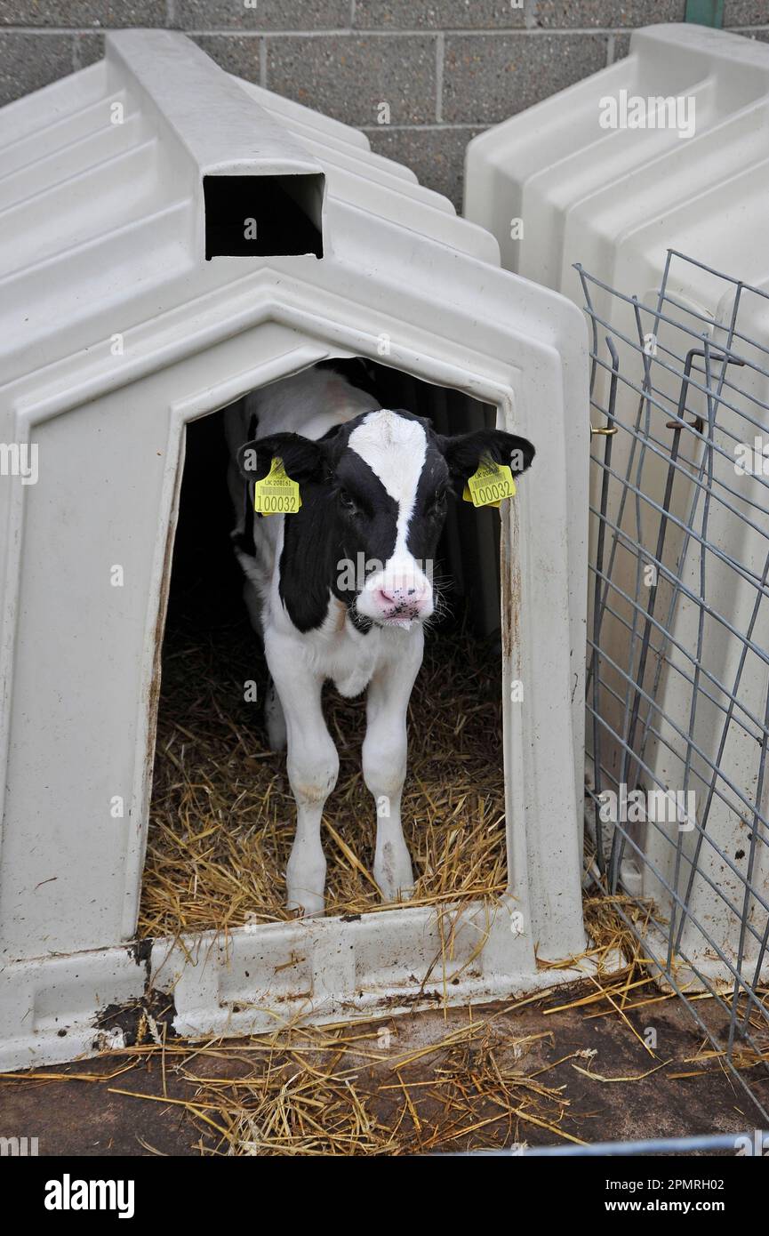 Domestic cattle, Holstein Friesian, calf, standing in calf hutch ...