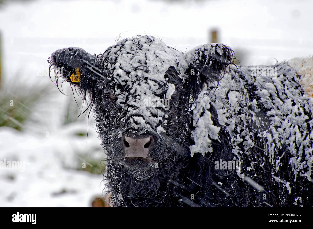 Domestic cattle, Belted Galloway, adult, close-up of head, covered with ...
