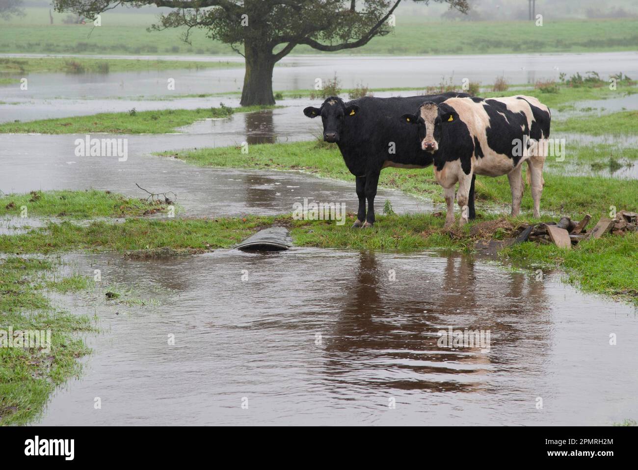 Domestic Cattle, Holstein heifers, two standing in flooded pasture ...