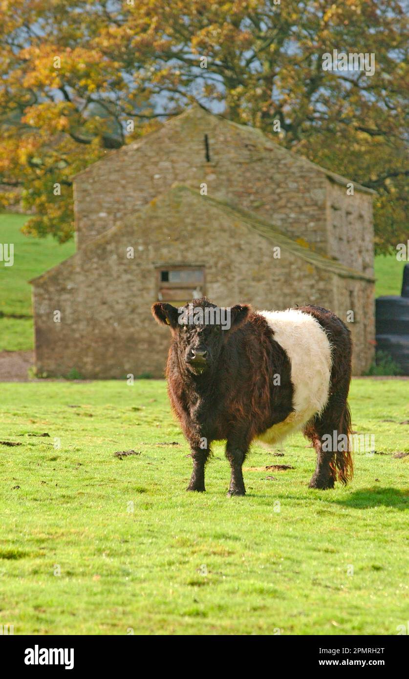 Durham cattle hi-res stock photography and images - Alamy