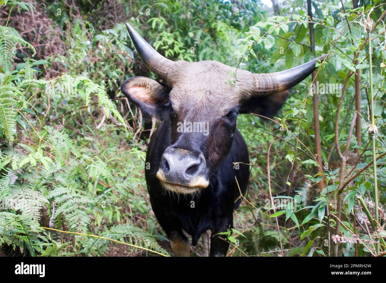 Mithan (Bos frontalis) close-up of head, Delei valley, Mishmi hills ...