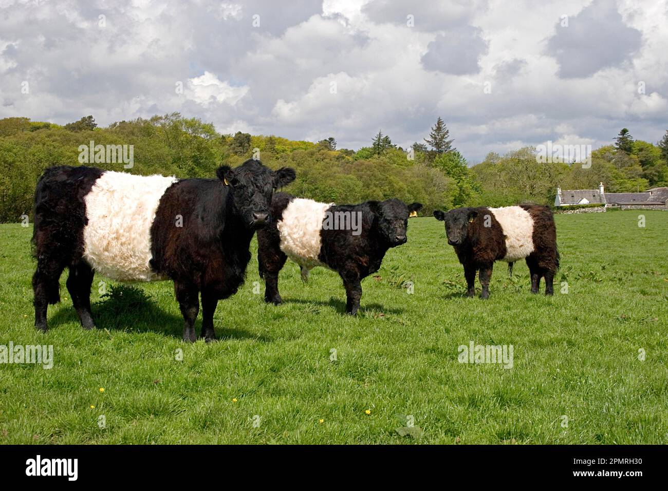 Domestic cattle, Belted Galloway, cow and calves, standing on pasture ...