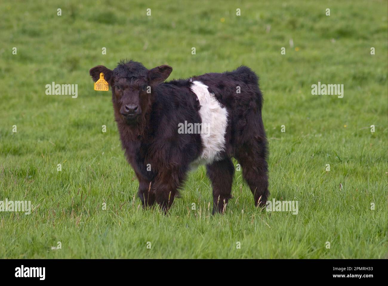Domestic cattle, Belted Galloway, calf, standing on pasture, Dumfries ...