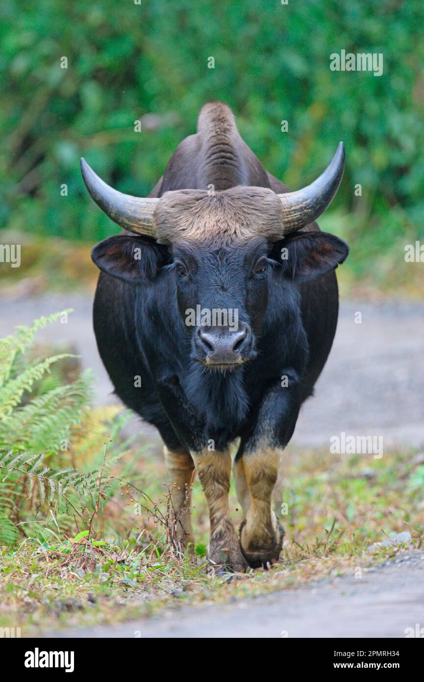 Endemic Species Mithun