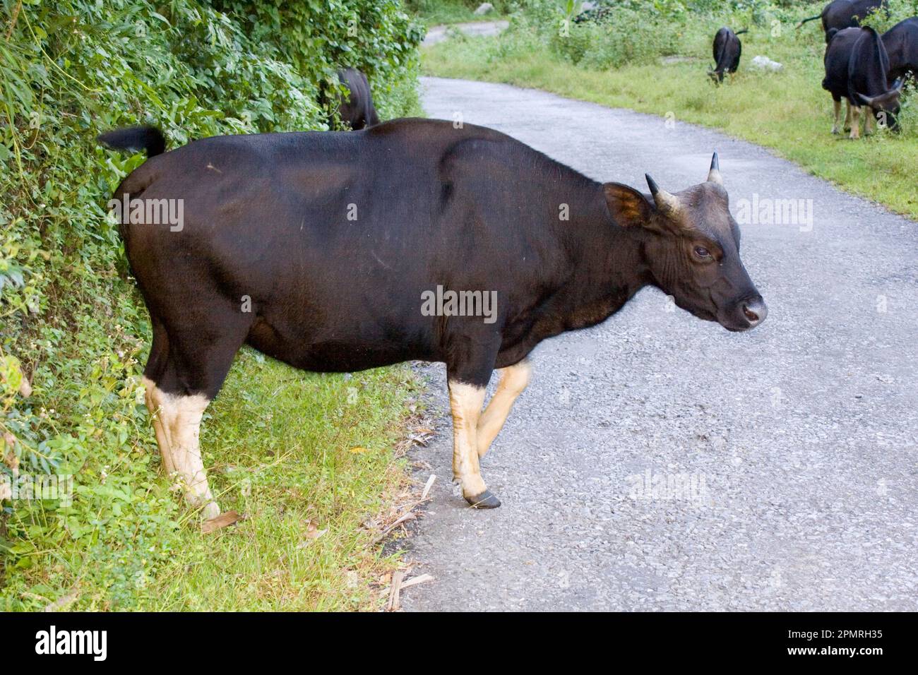 Mithan (Bos frontalis) standing by the roadside, Hayuliang, Arunachal ...
