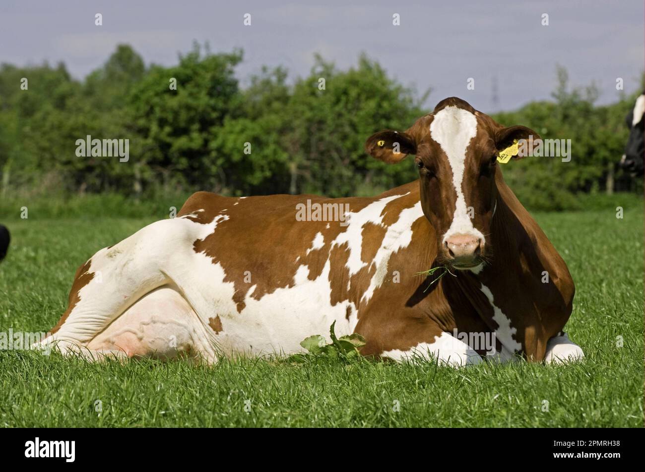 Domestic cattle, Red Holstein cattle, lying on pasture, Cumbria ...