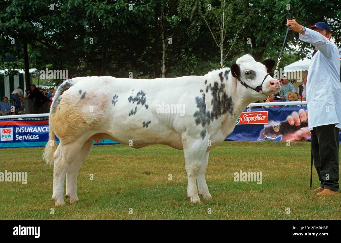 Belgian blue cattle hi-res stock photography and images - Alamy