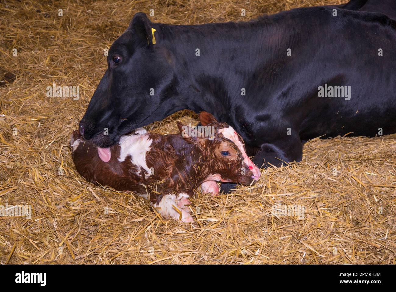 Domestic Cattle, Holstein cow licking newly born Red Holstein bull calf ...