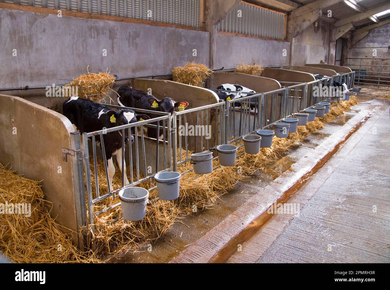 Holstein friesian cow barn hi-res stock photography and images - Alamy