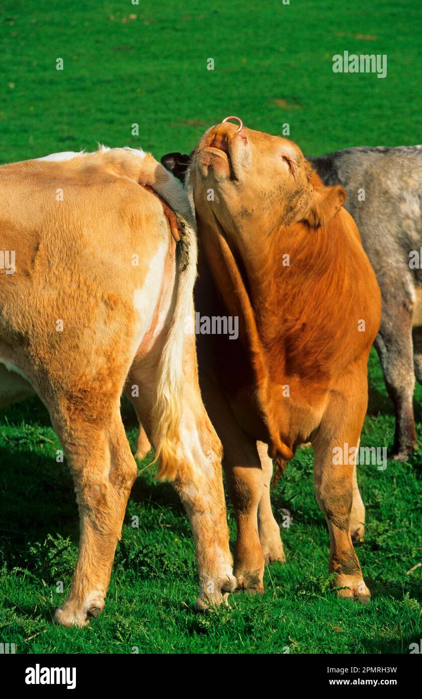 Domestic cattle, Blonde d' Aquatine bull in Flehmen, Cumbria, England ...