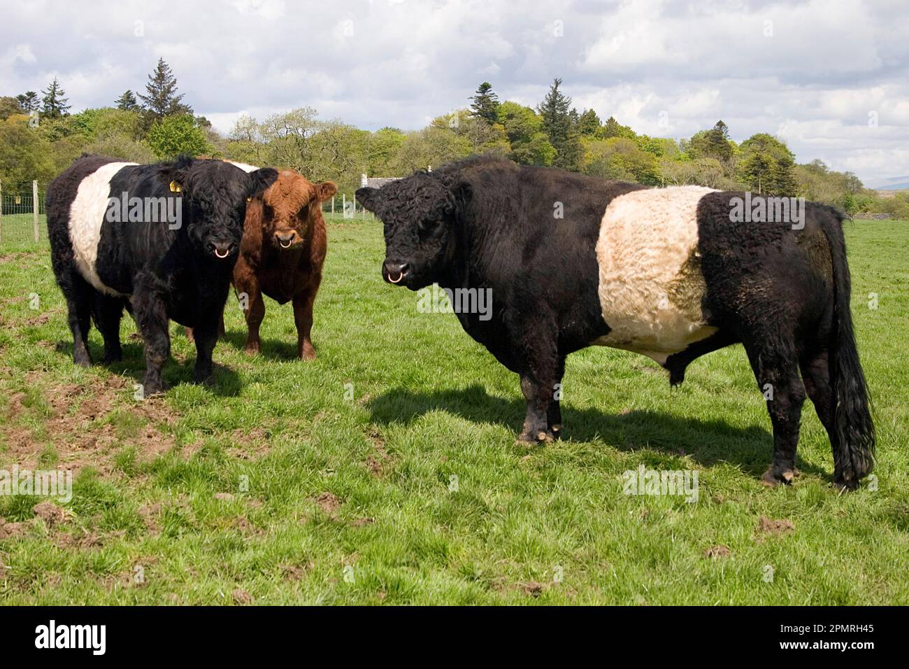 Red Belted Galloway Cattle