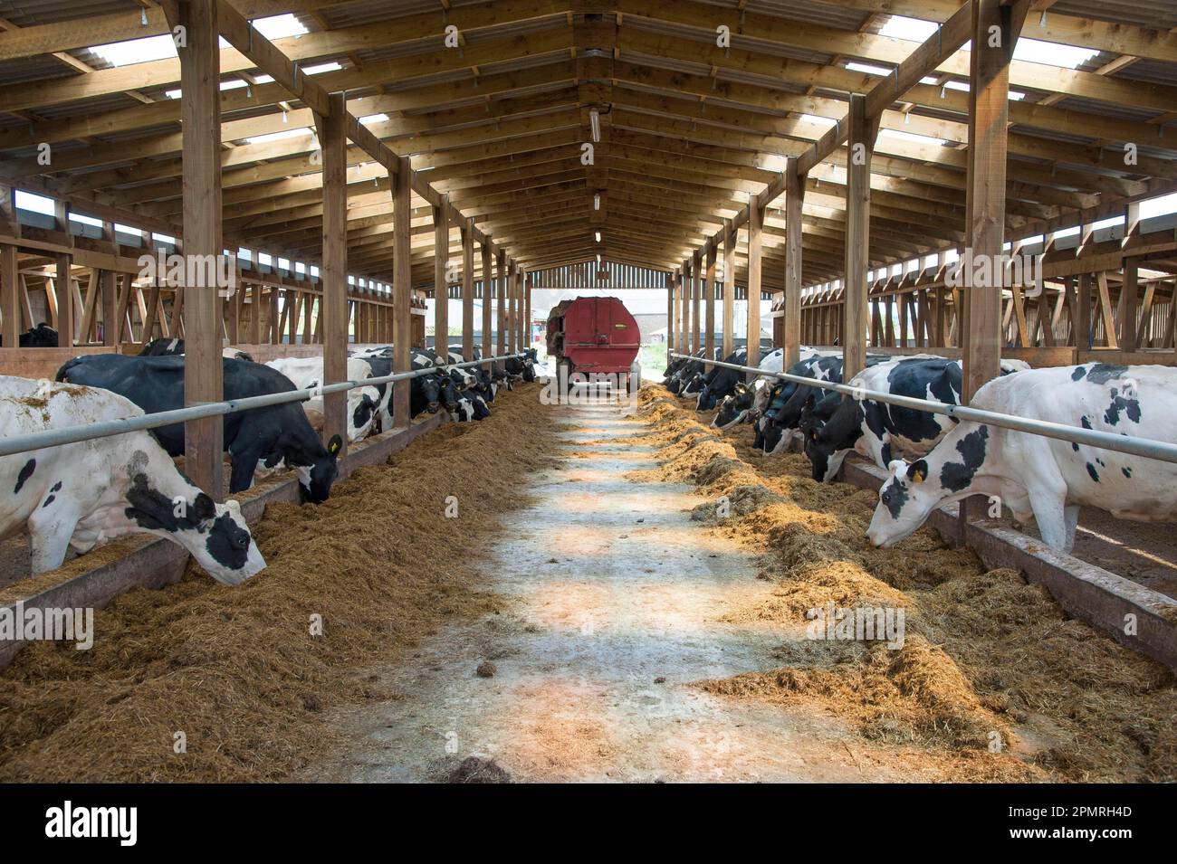 Domestic Cattle, Holstein cows, dairy herd feeding in wooden cubicle ...