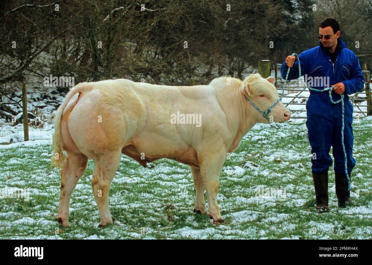Domestic cattle, Belgian blue bull calf, standing in the snow with ...