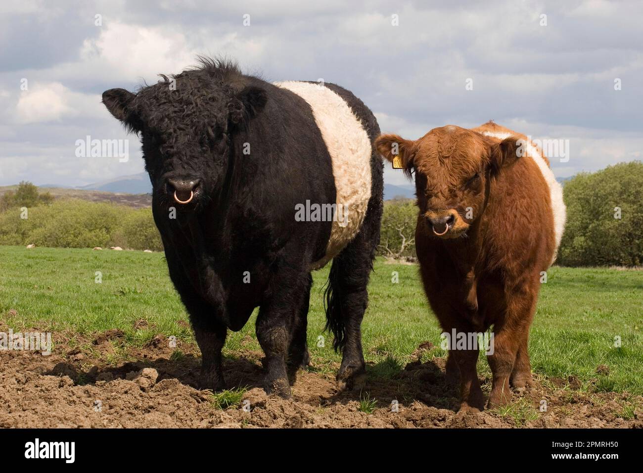 Domestic cattle, Belted Galloway, mature black bull and young red bull ...