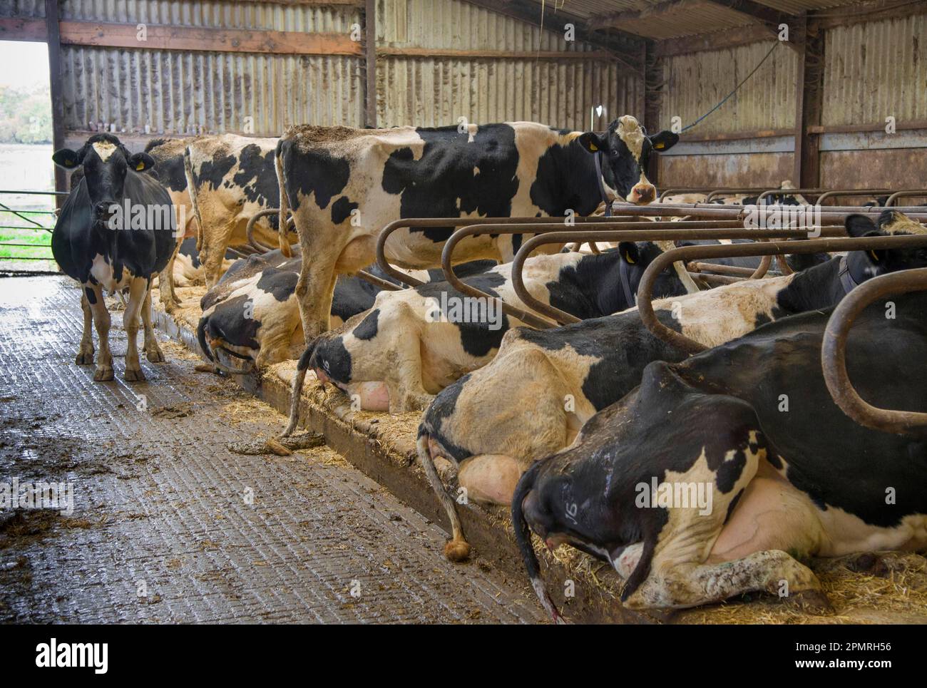 Domestic Cattle, Holstein cows, herd resting in cubicle house, Rathmell ...