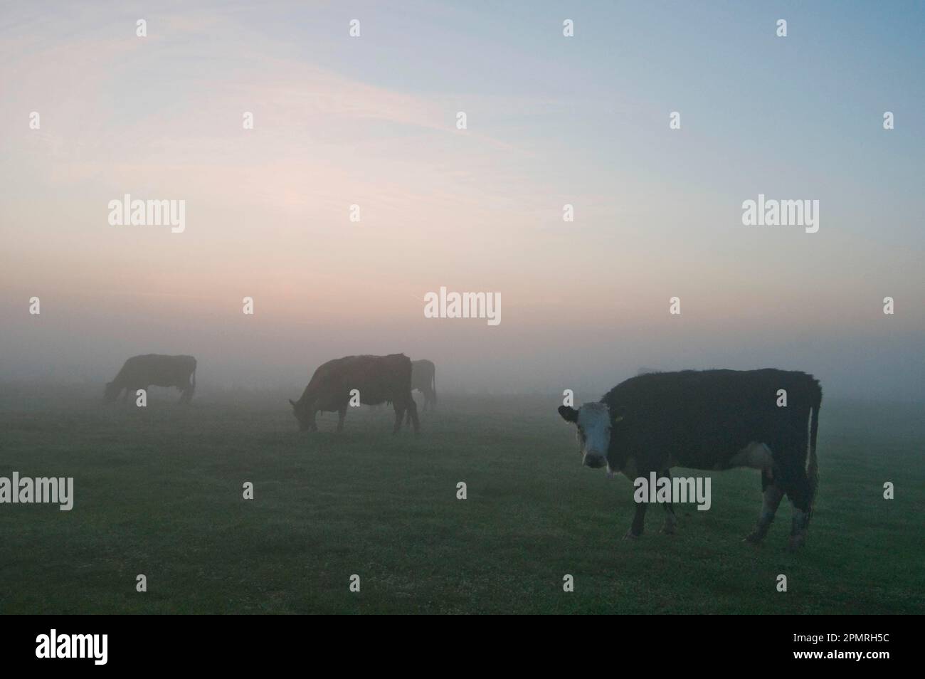 Domestic cattle, Hereford x Holstein Friesian cows, grazing at sunrise ...