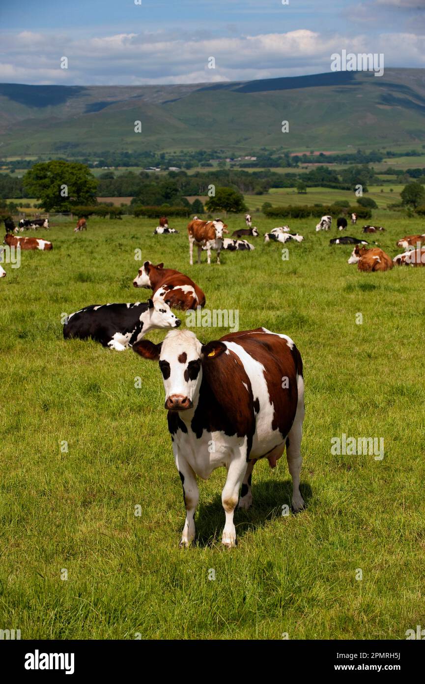 Domestic cattle, Normande and Normande x Friesian dairy cows, herd on ...
